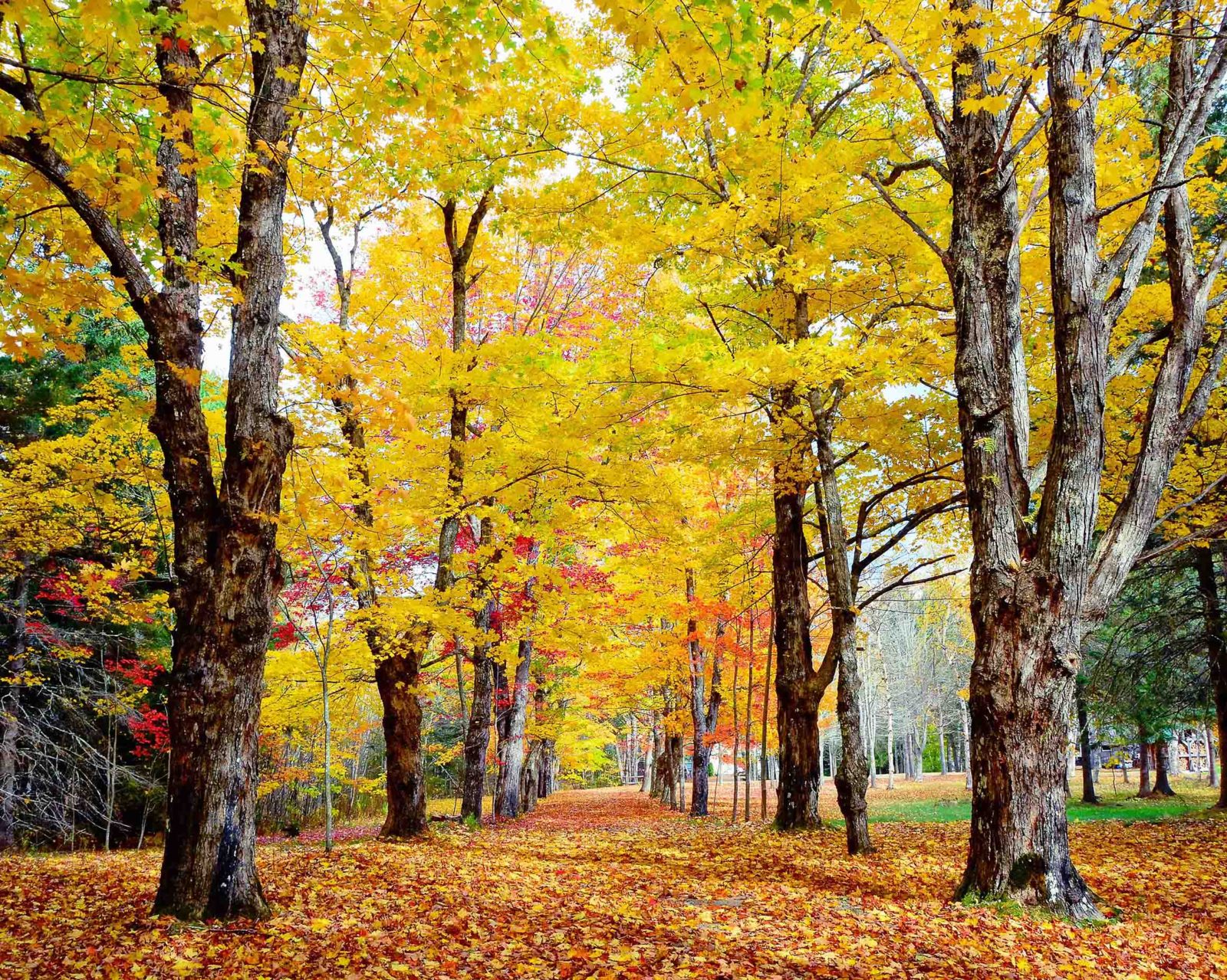 Fiber Source Commitment - Woodland Pulp